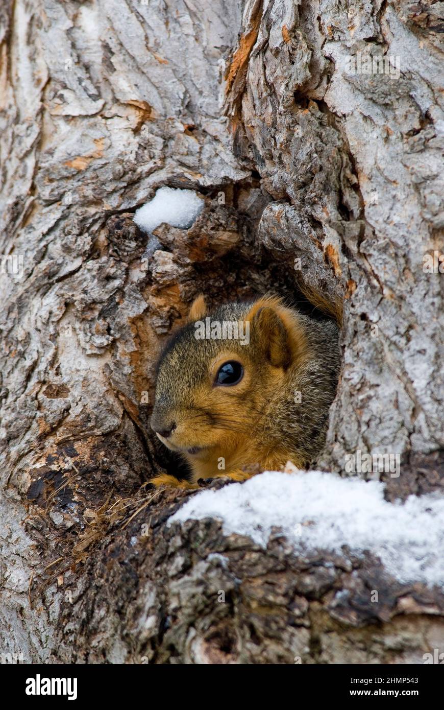 SM04012: Fox Squirrel in den in tree. [Sciurus niger] Eastern US Stock ...