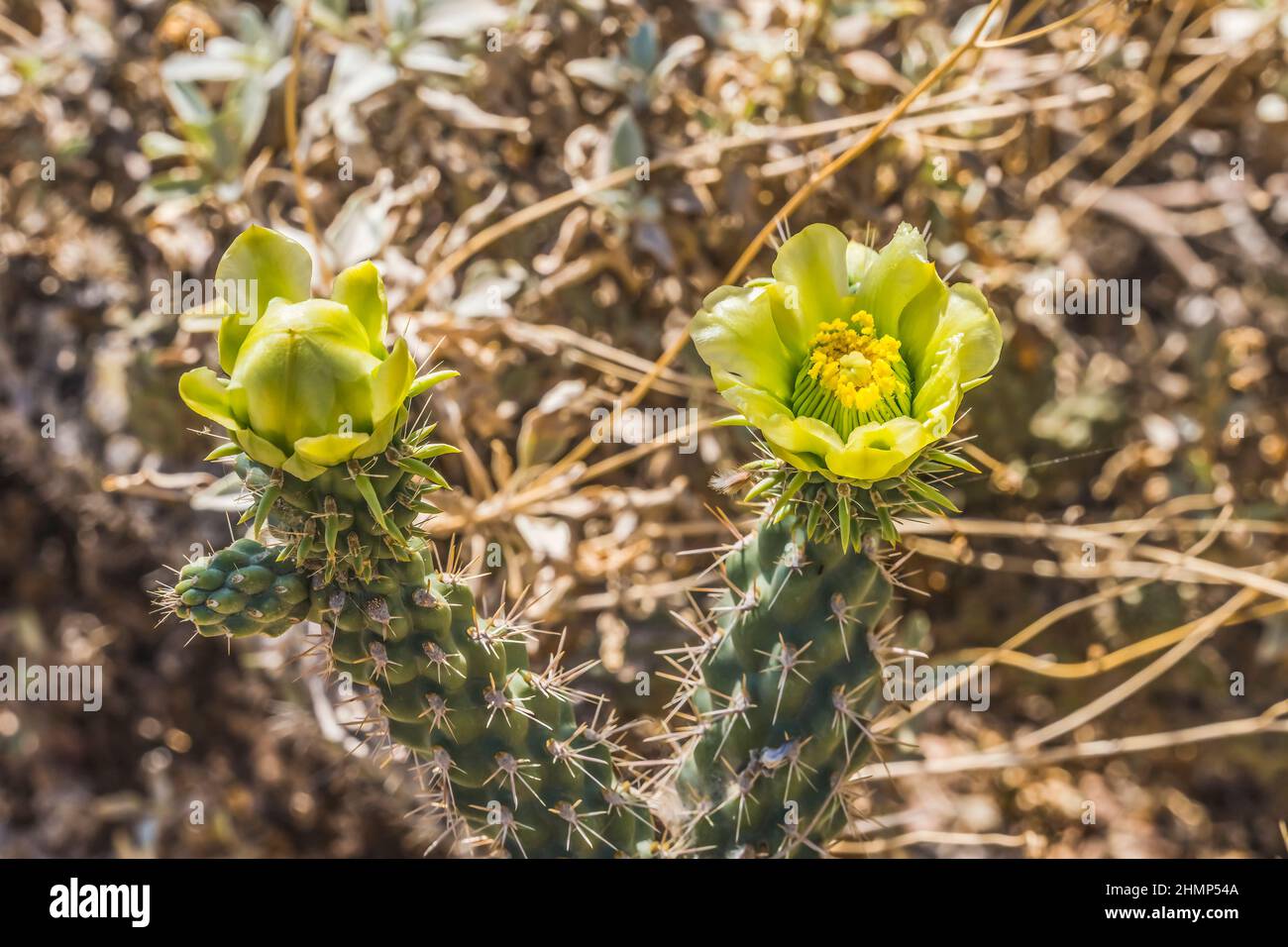 Yellow Blossoms Yellow California Cholla Cactus Blooming Macro ...