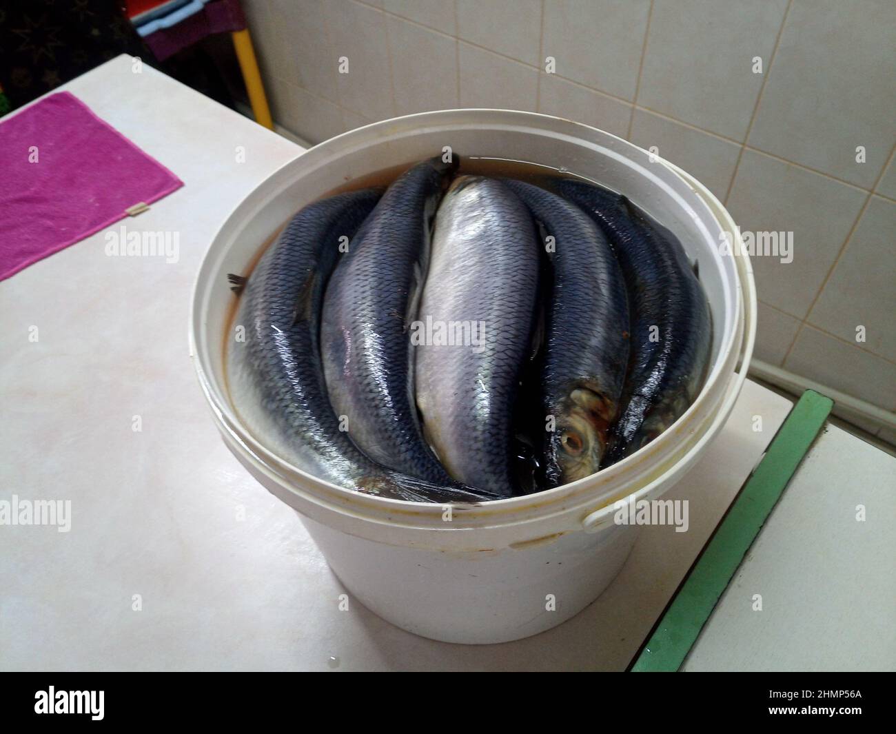 Salted herring in a bucket. Fish herring in a bucket Stock Photo - Alamy