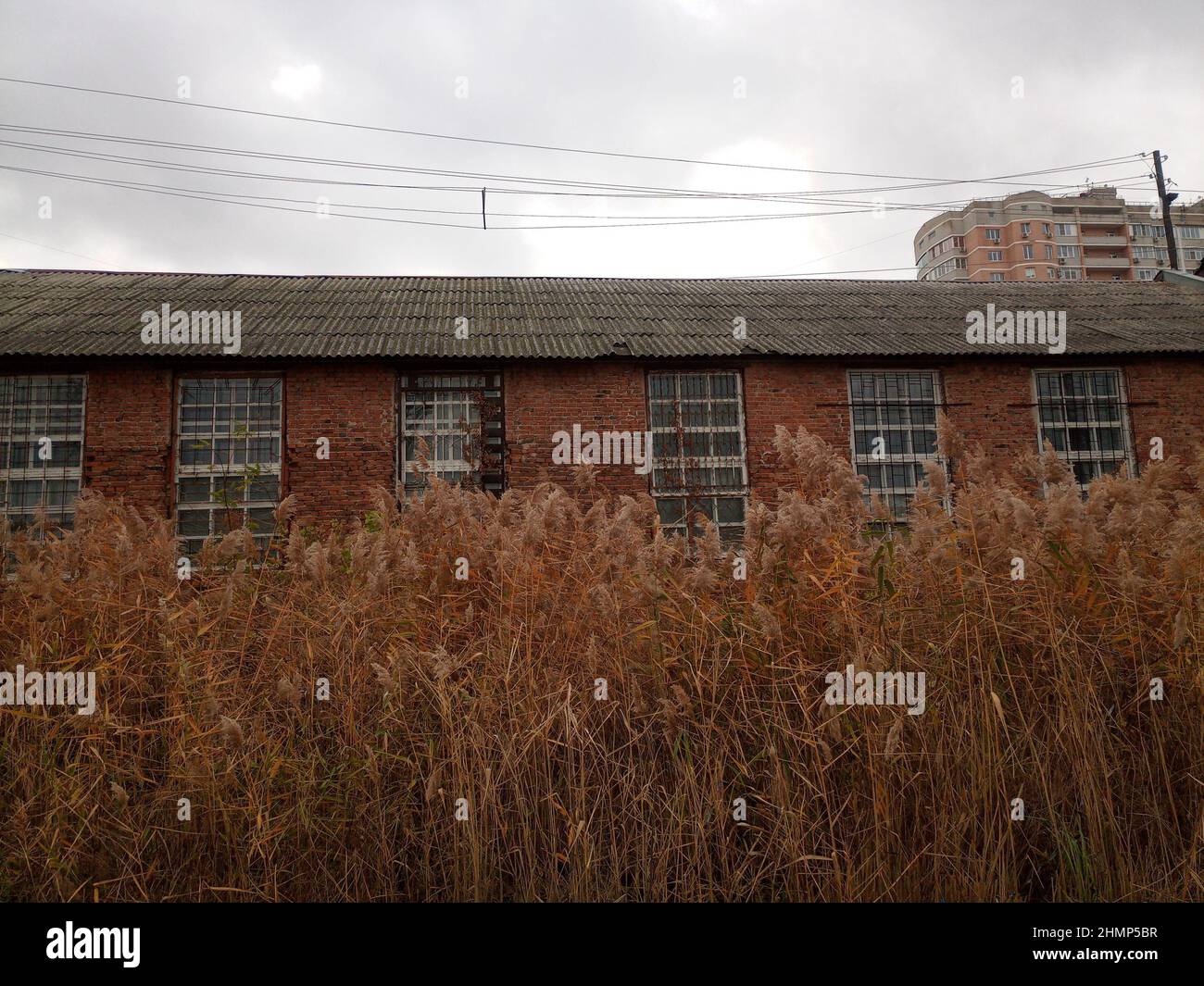 Thickets of reeds in front of a brick building. Old technological ...