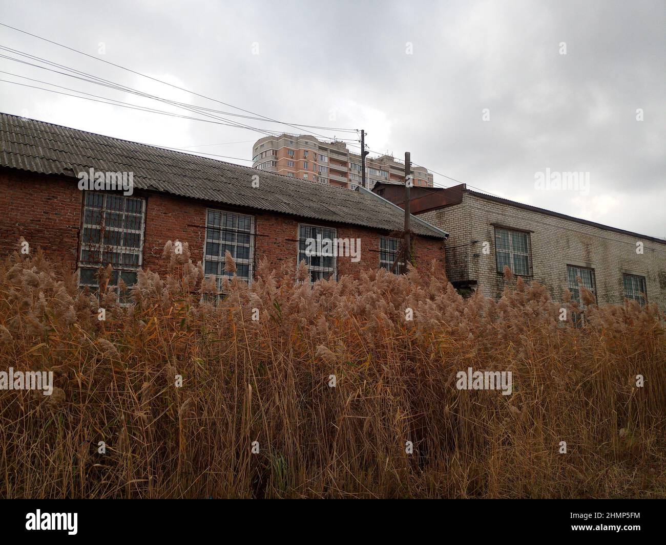 Thickets of reeds in front of a brick building. Old technological ...
