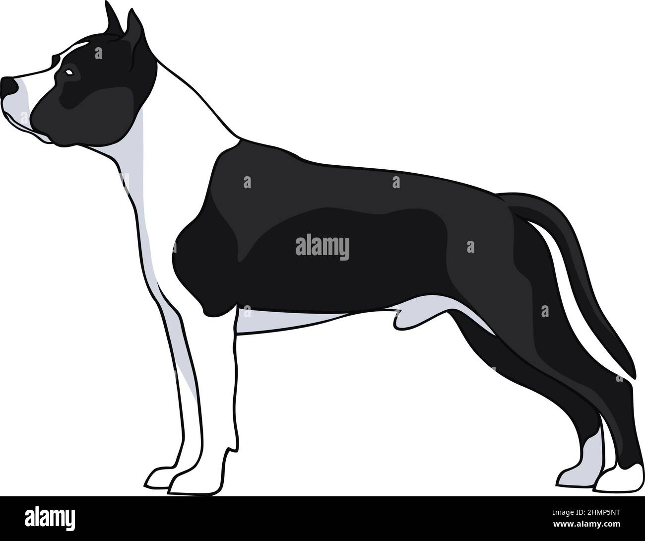 Staffordshire terrier pit bull Stock Vector Images - Alamy