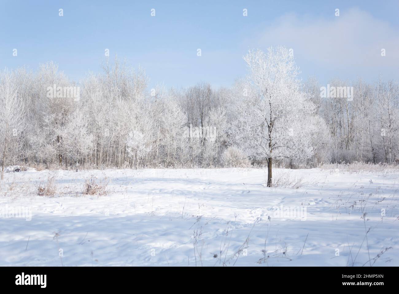 Sunny frost hi-res stock photography and images - Alamy