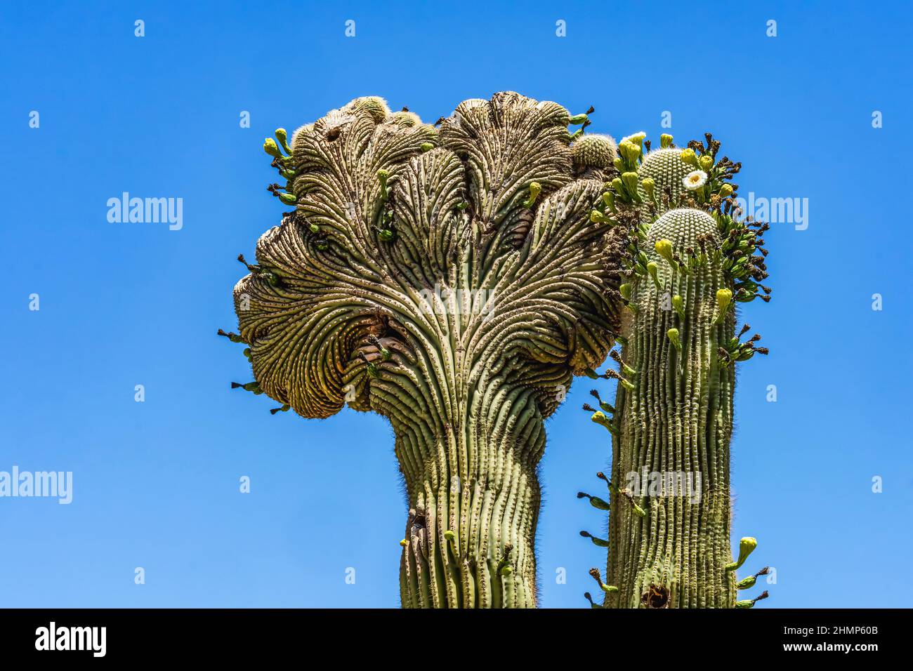 Cristate Crested Sajuaro Cactus Blooming Desert Botanical Garden ...