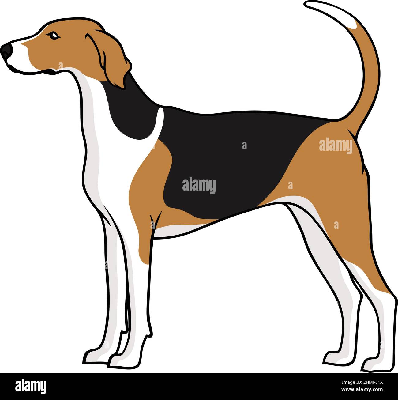 Simple Vector of American Foxhound Stock Vector Image & Art - Alamy