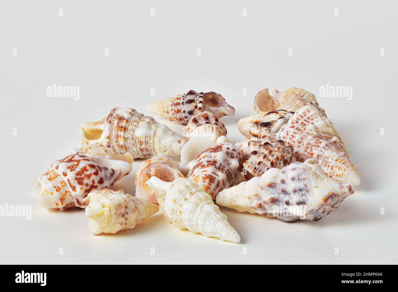 Beautiful collection of sea shells on white background, nice travel ...