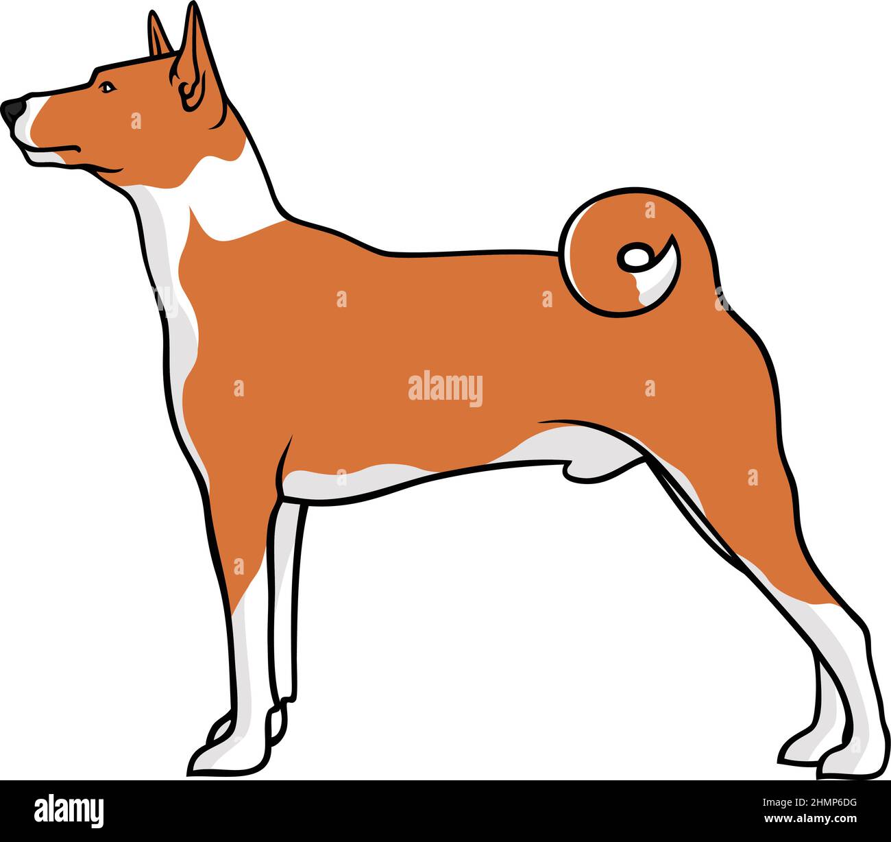 Simple Vector of Basenji Dog Stock Vector Image & Art - Alamy