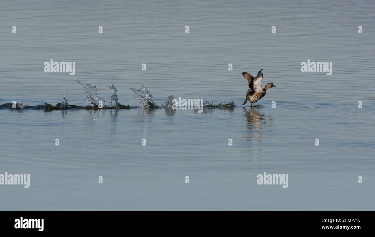 Little Grebe (Tachybaptus ruficollis) running on the water Stock Photo ...