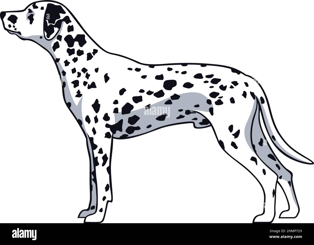 Simple Vector of Dalmatian Dog Stock Vector Image & Art - Alamy