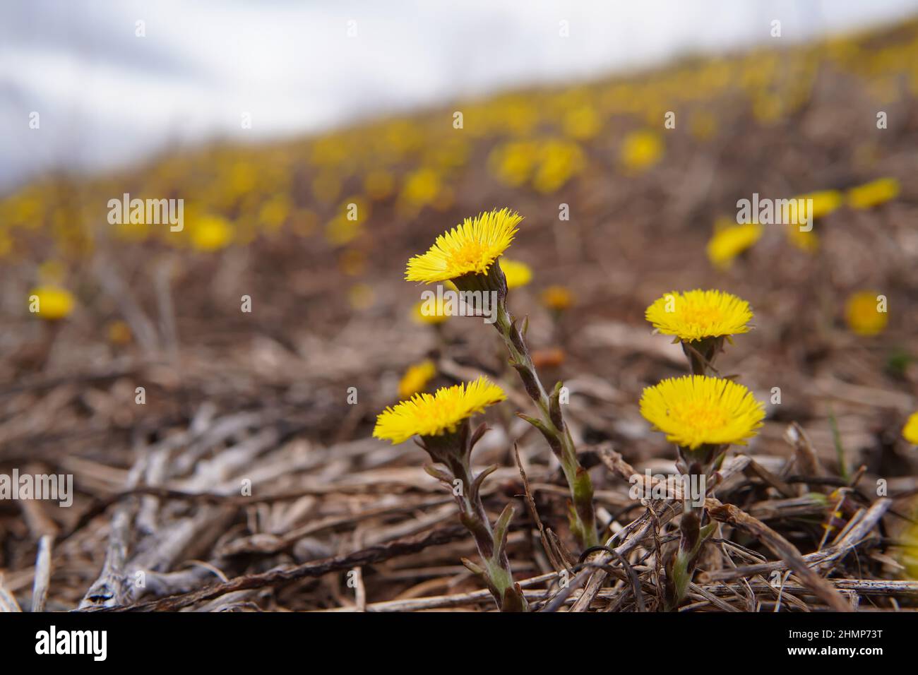 patch of blooming dandelions on hill Stock Photo - Alamy