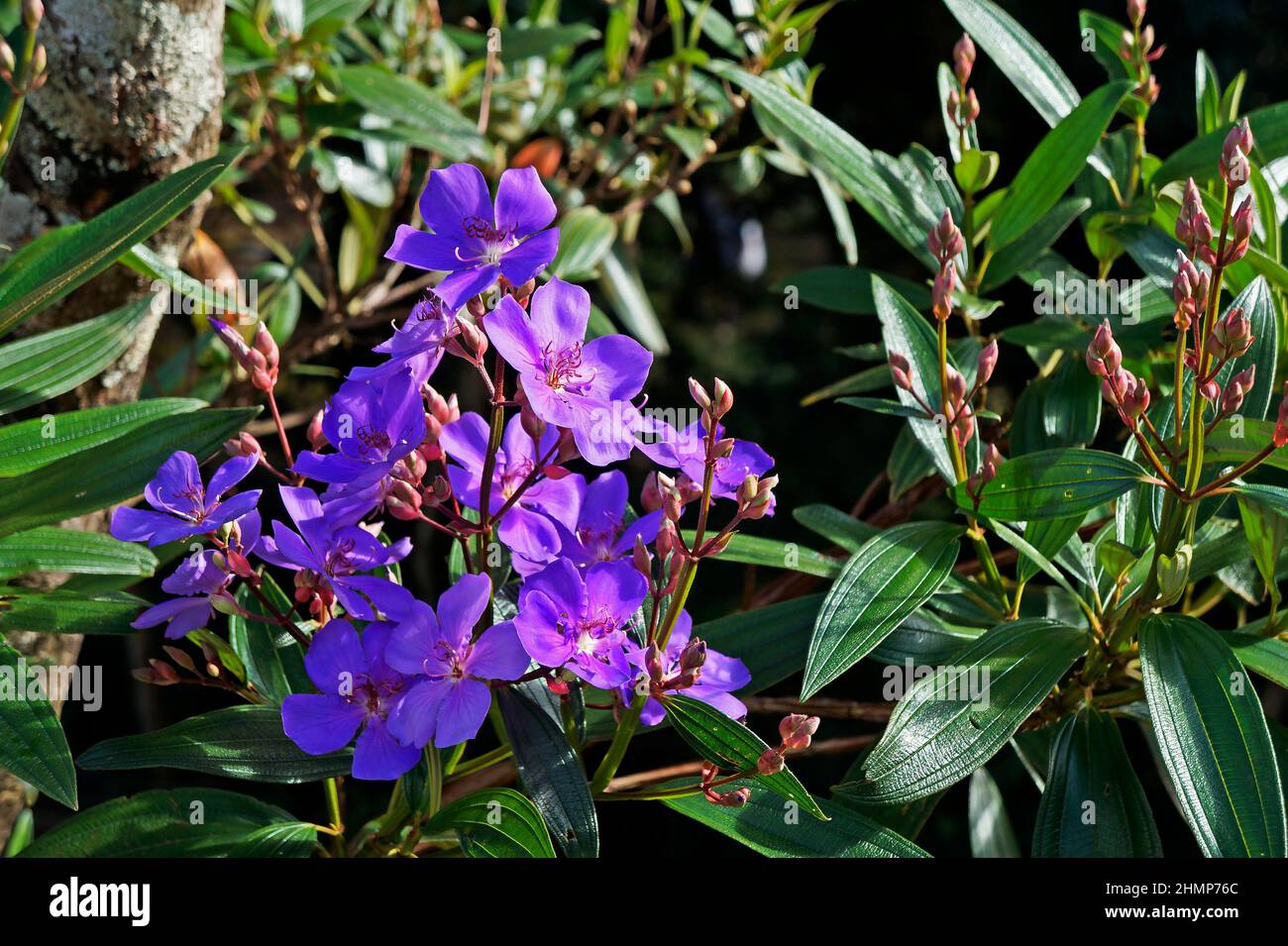 Brazilian shrub hi-res stock photography and images - Alamy