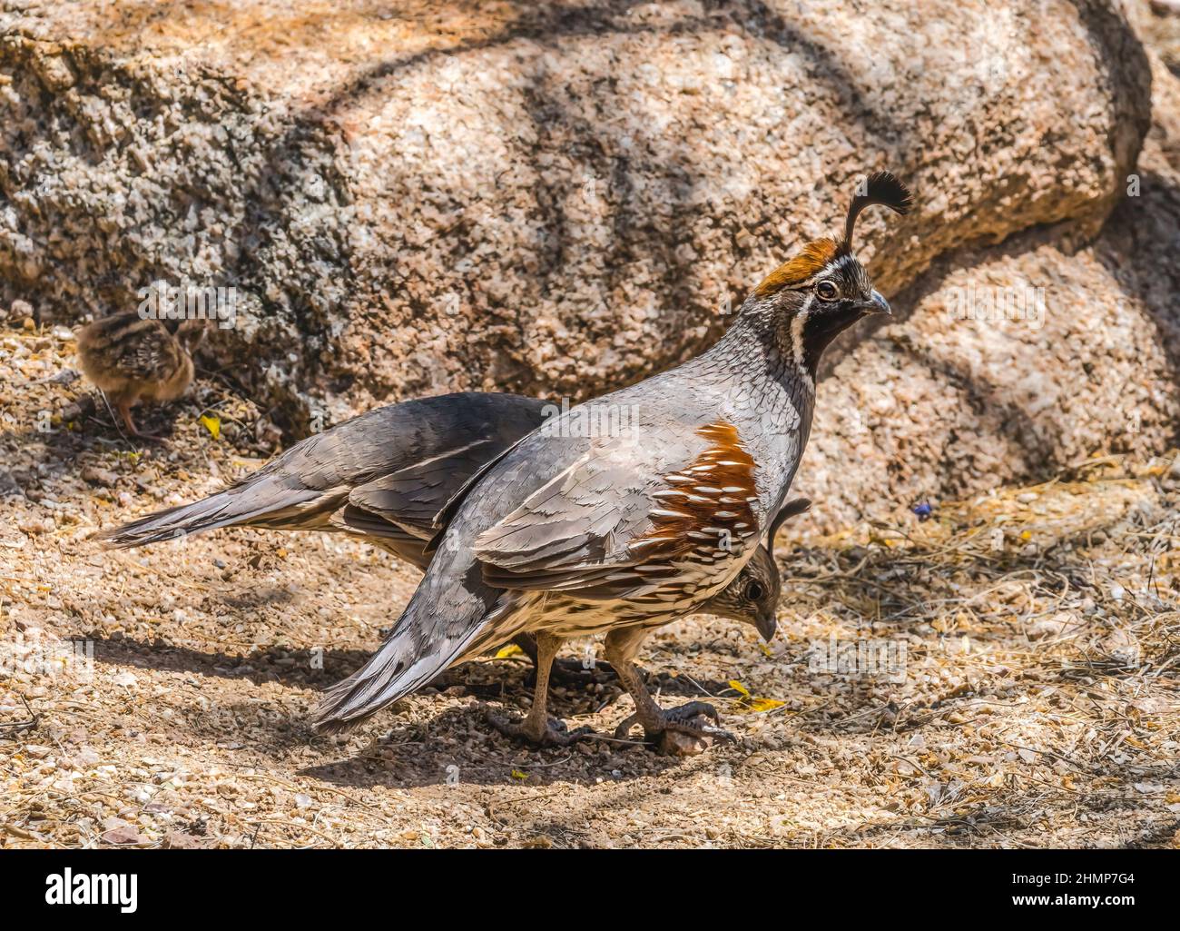 Gambel's Quails Looking for FoodDesert Botanical Garden Phoenix Arizona ...