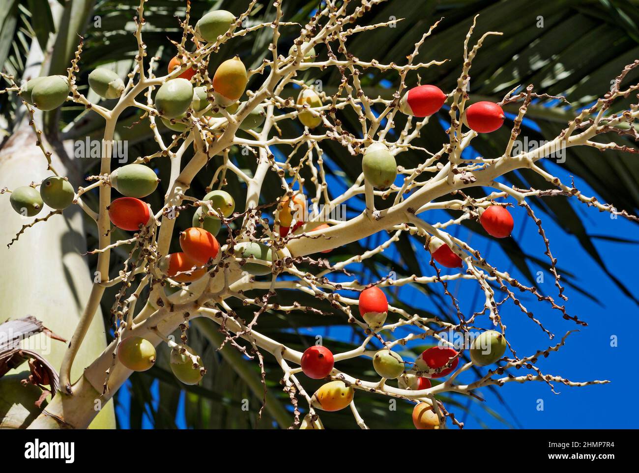 Manila palm tree fruits (Adonidia merrillii), Rio de Janeiro Stock ...