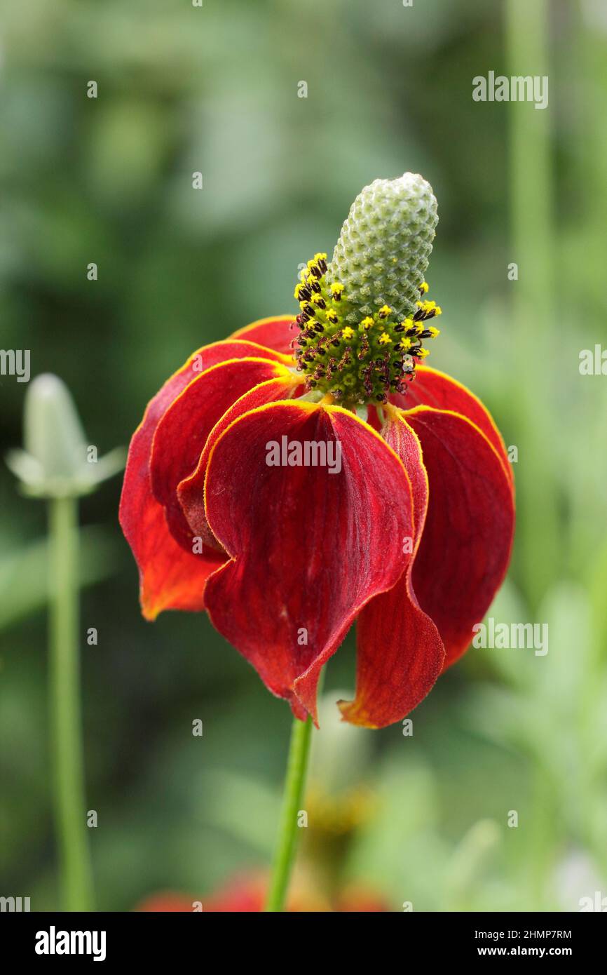 Ratibida columnifera 'Red Midget' prairie coneflower. Ratibida ...
