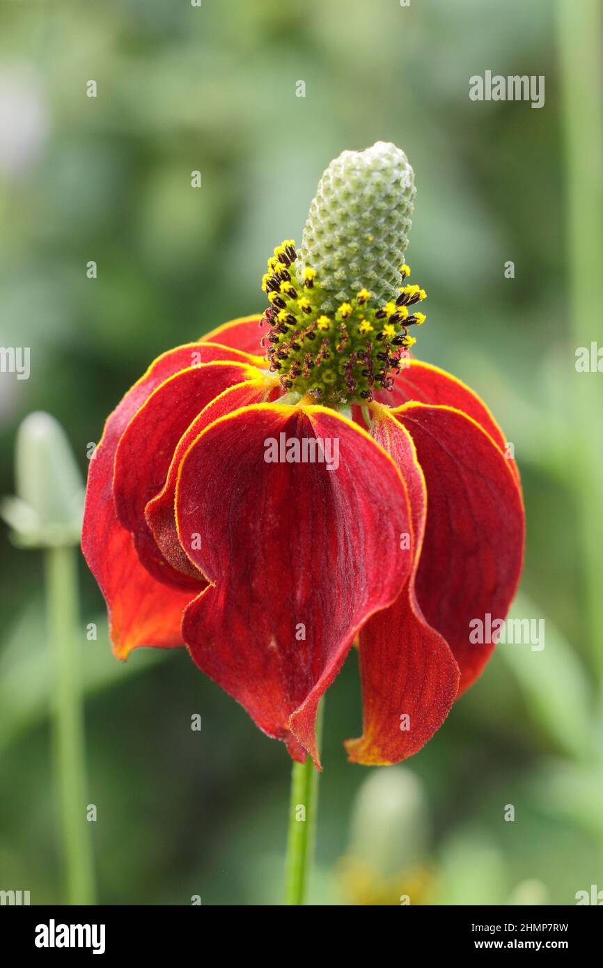 Ratibida columnifera 'Red Midget' prairie coneflower. Ratibida ...