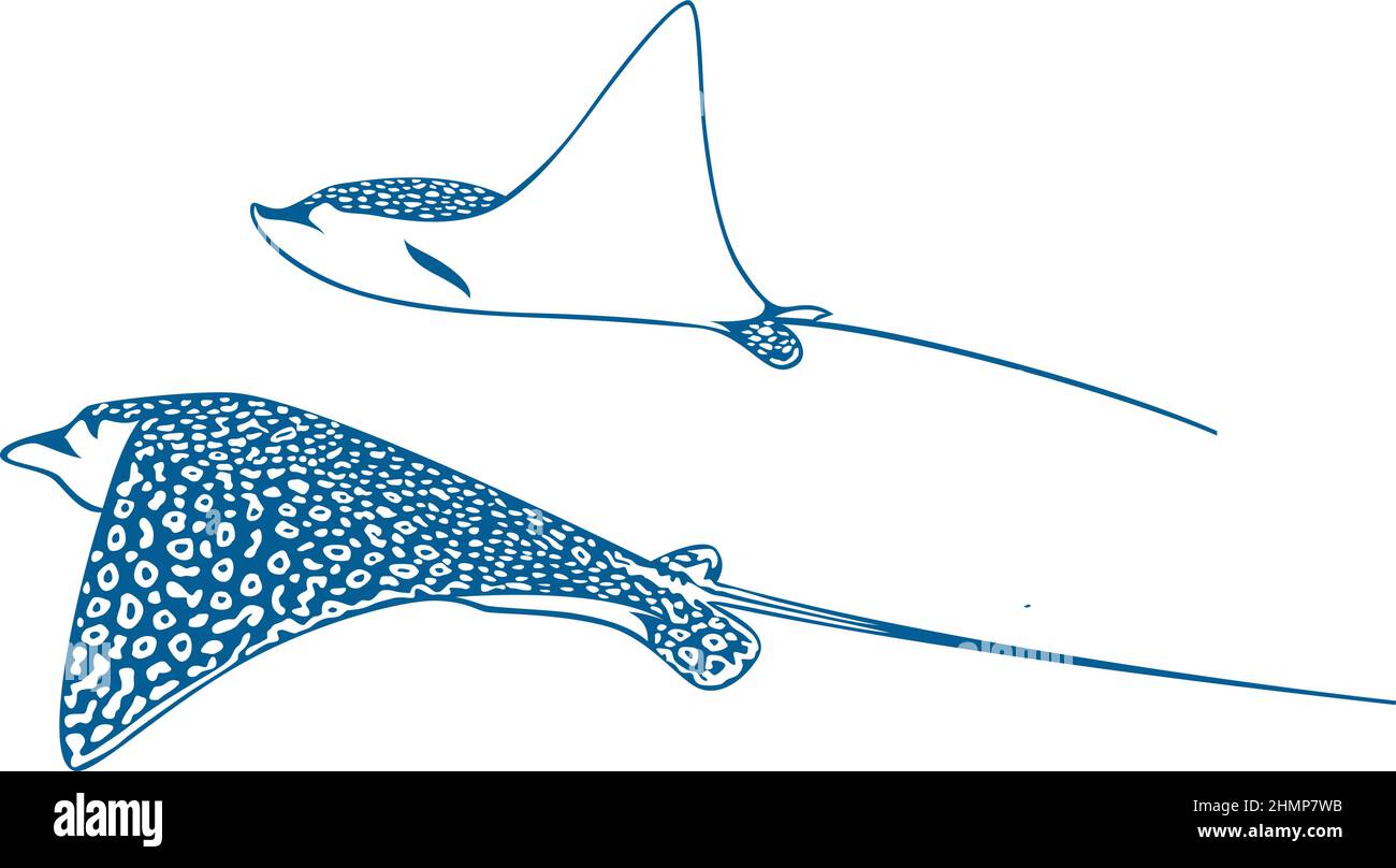 Eagle Rays Flying in the Sea Stock Vector Image & Art - Alamy