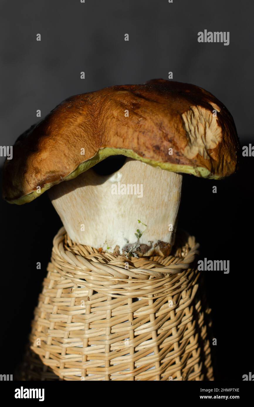 Porcini. Mushroom close up. Big mushroom Stock Photo - Alamy