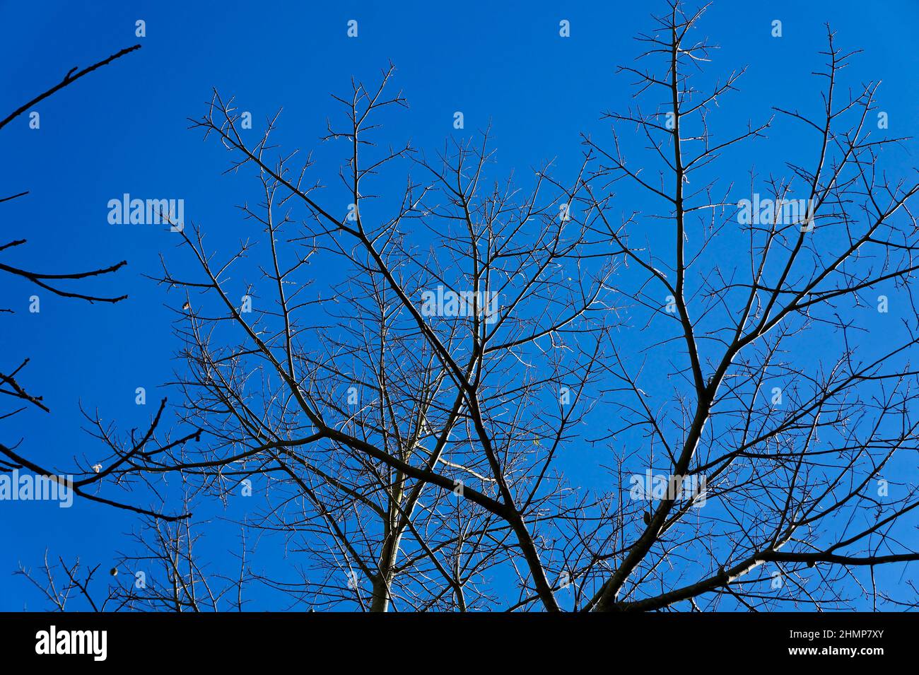 Dead tree and blue sky Stock Photo - Alamy