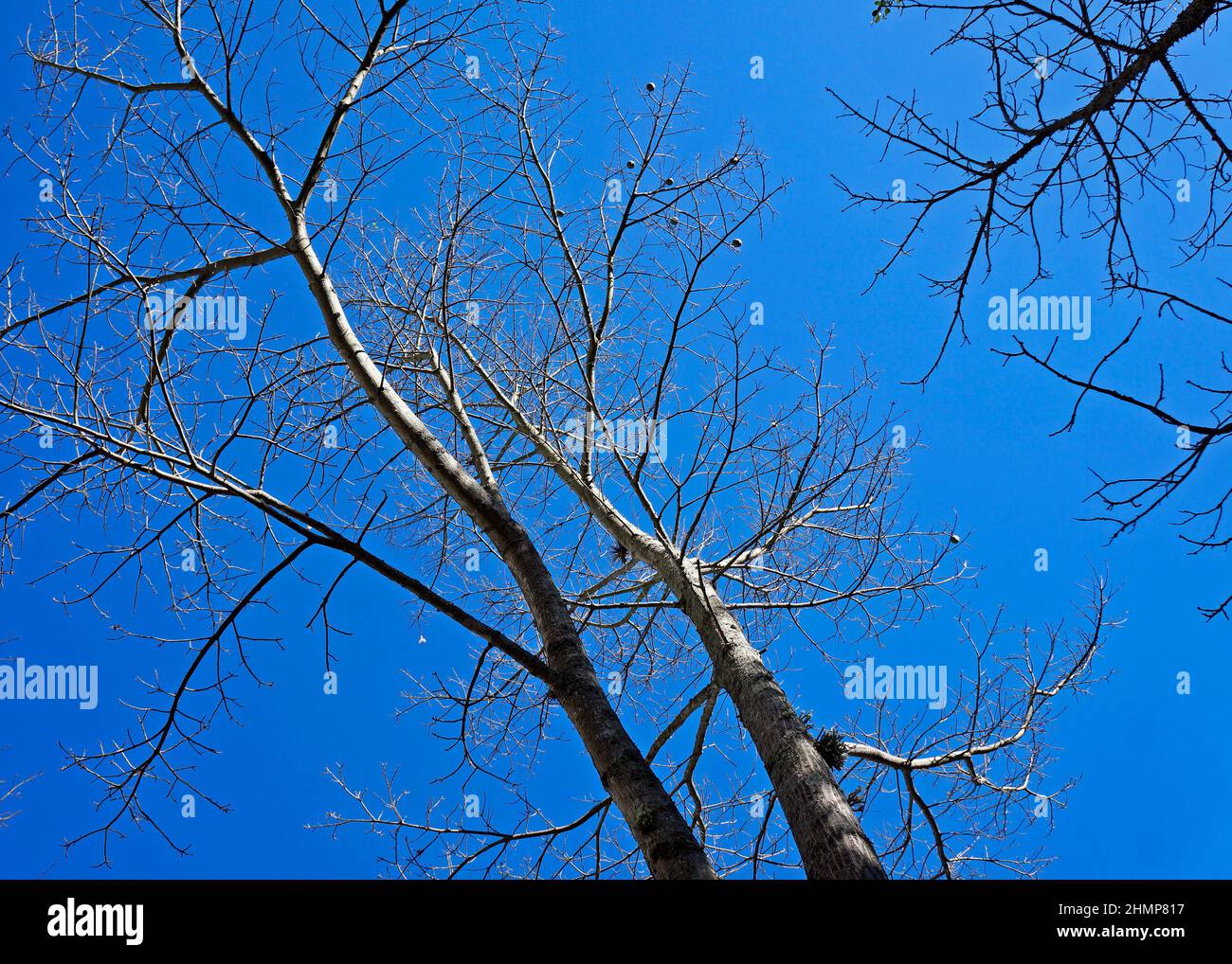 Scary dry dead tree hi-res stock photography and images - Alamy