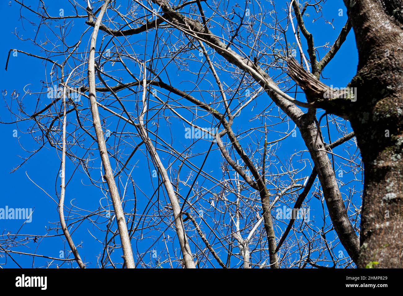 Death of tree hi-res stock photography and images - Alamy