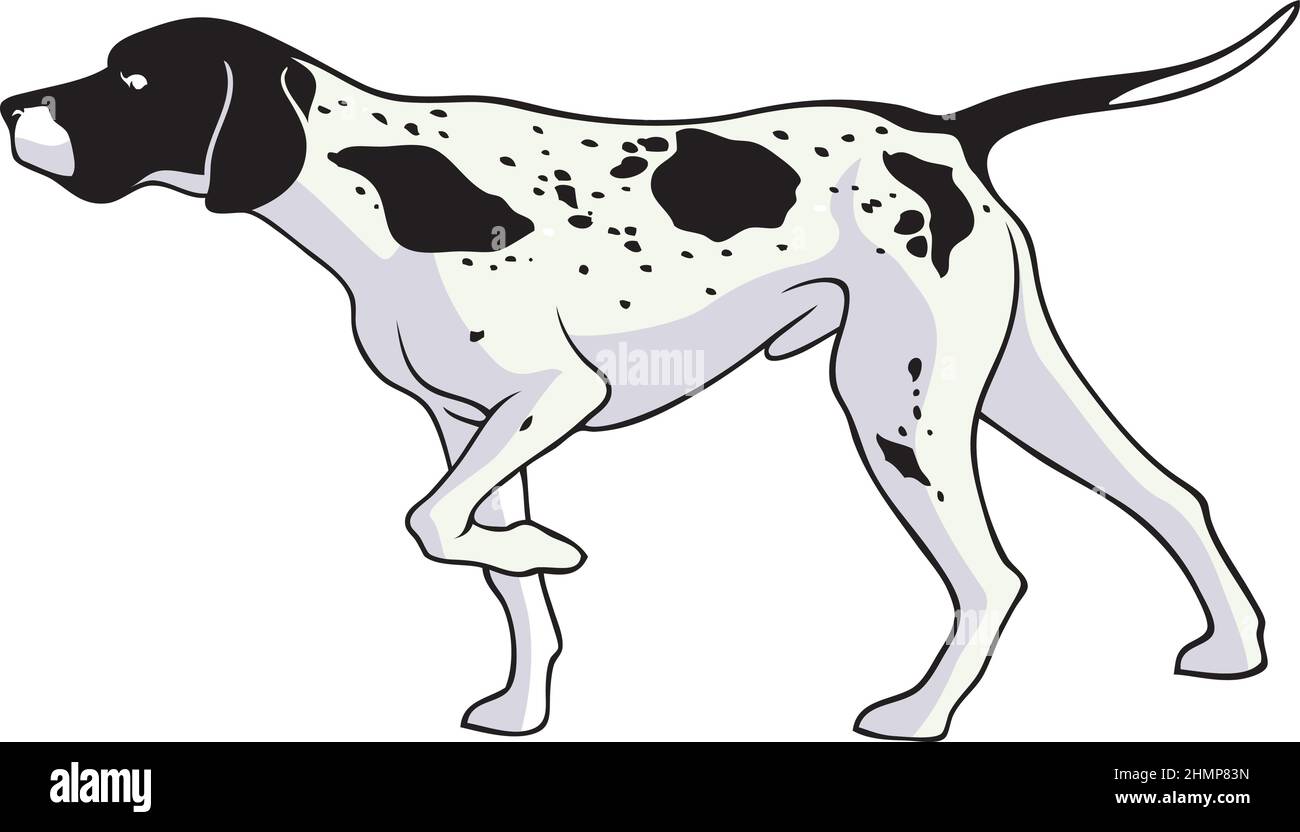 Simple Vector of English Pointer Dog Stock Vector Image & Art - Alamy