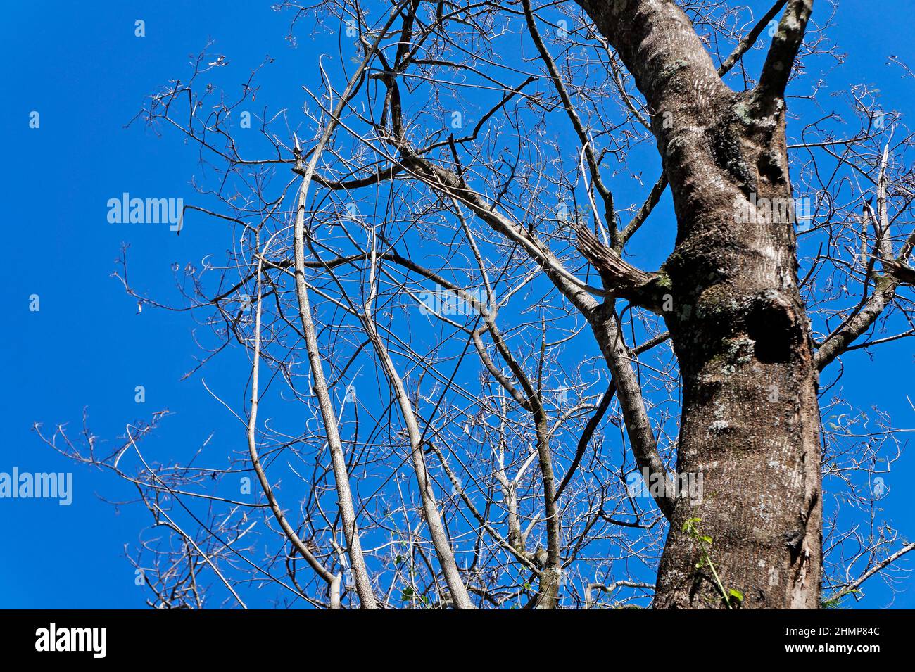 Scary dry dead tree hi-res stock photography and images - Alamy