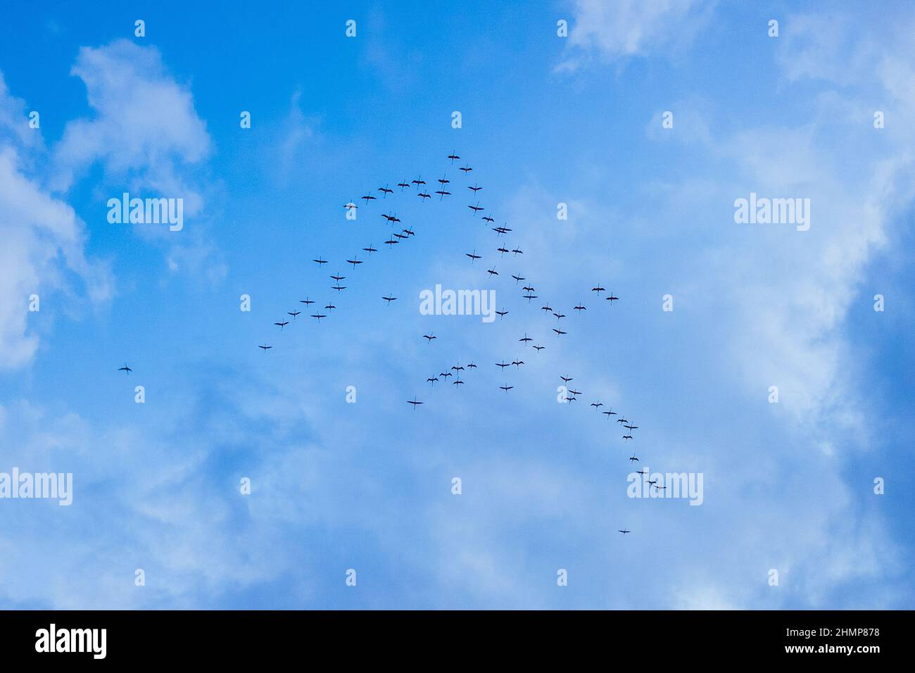 Birds in formation migrating south seen from below Stock Photo - Alamy