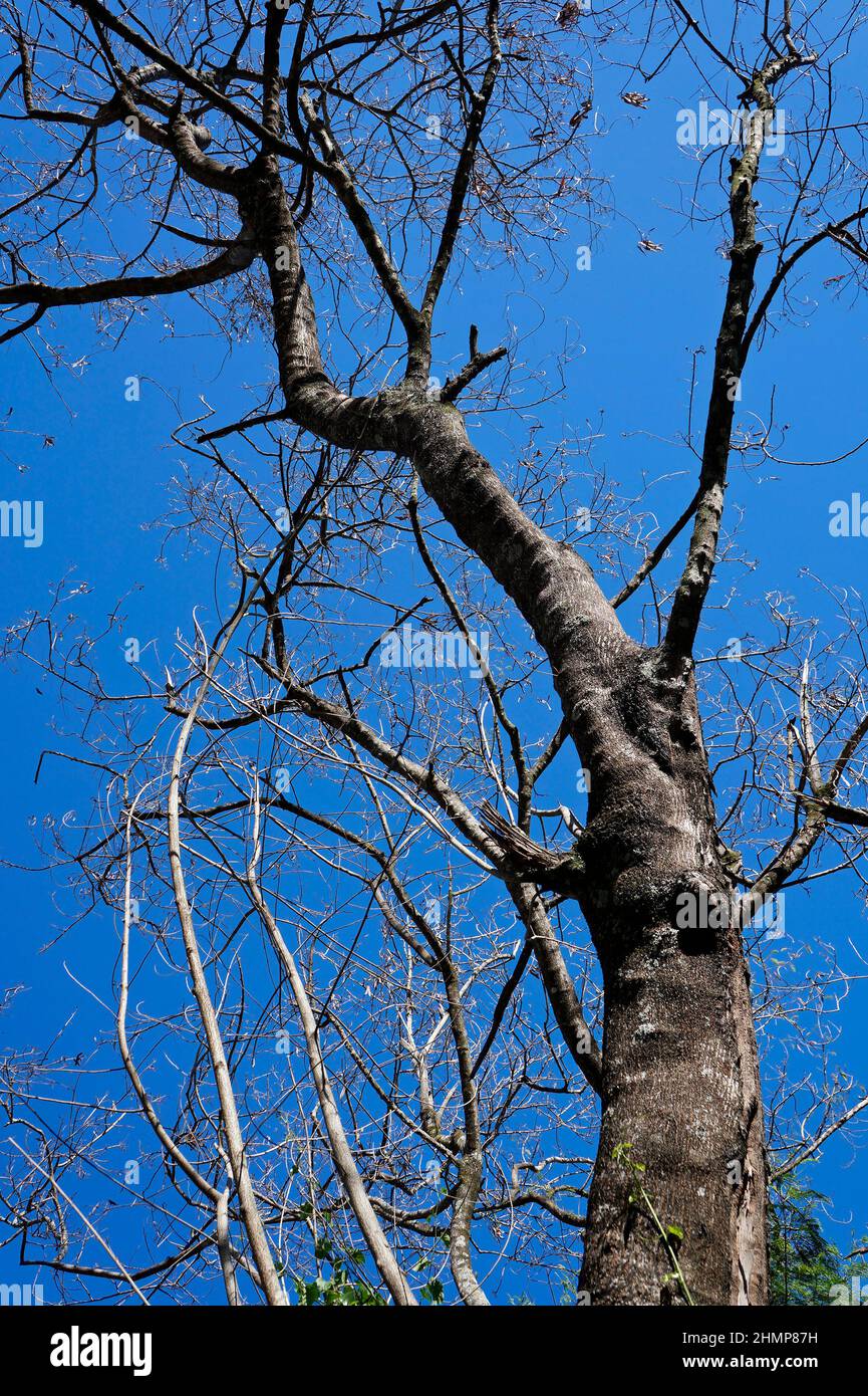 Scary dead tree hi-res stock photography and images - Alamy