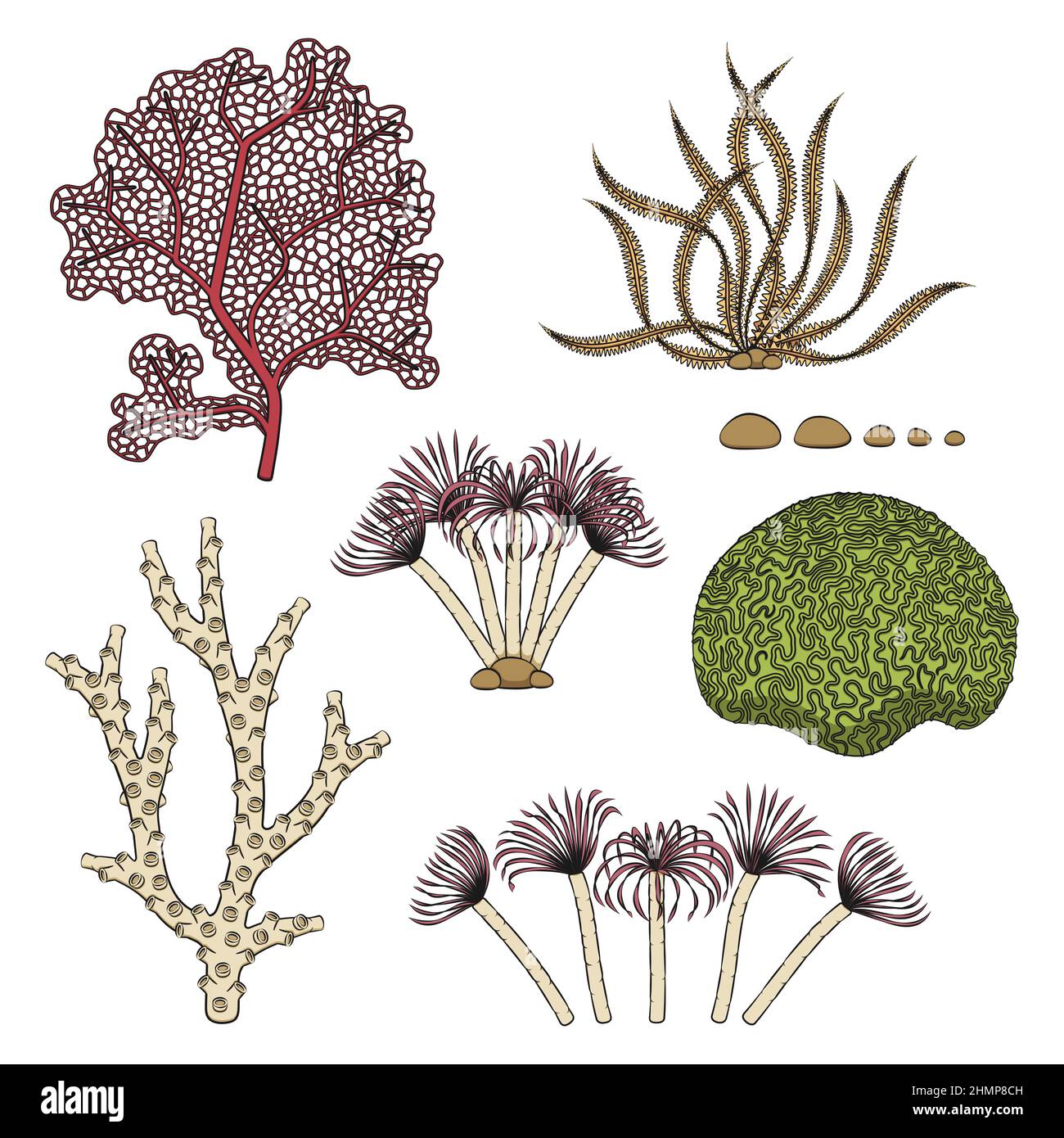 Coral Reef Algae Types
