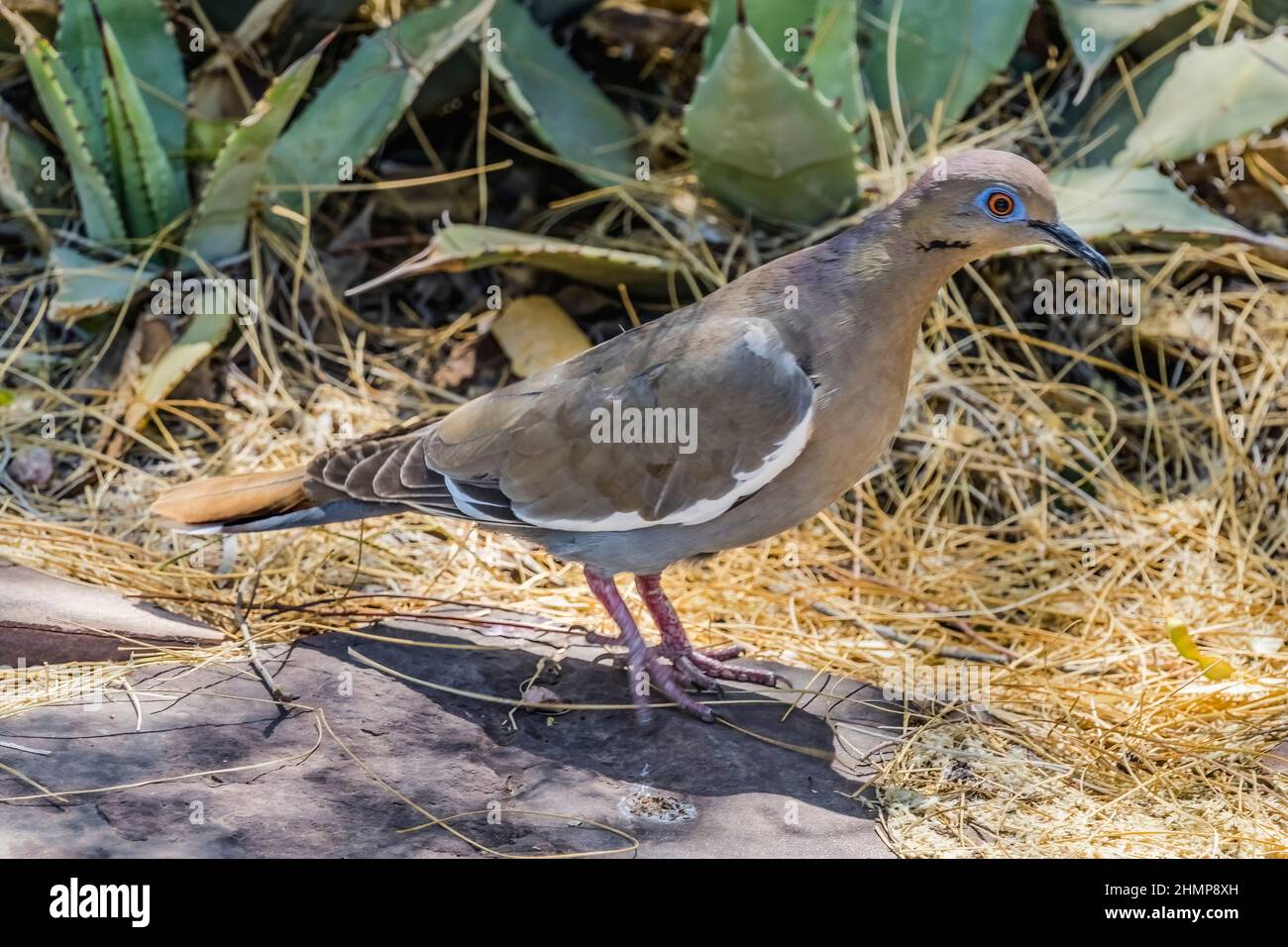 Mourning Dove Zenaida macroura Desert Botanical Garden Phoenix Arizona ...