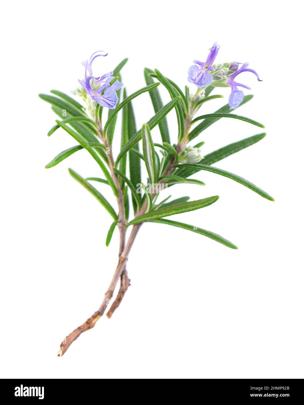Rosemary rosmarinus officinalis single leaf Cut Out Stock Images ...