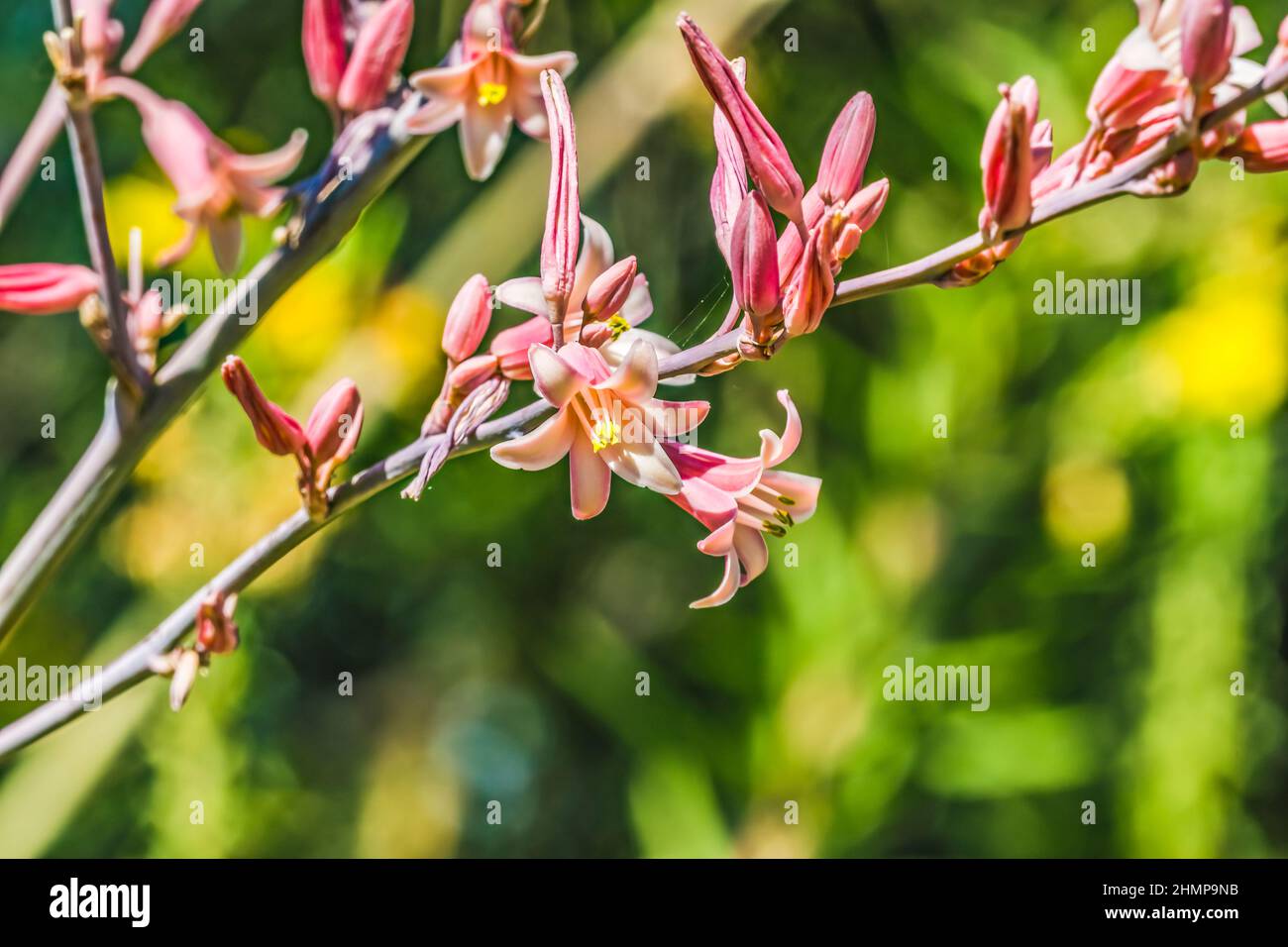 Red Yucca Blooming Macro Hesperaloe Parviflora Desert Botanical Garden ...