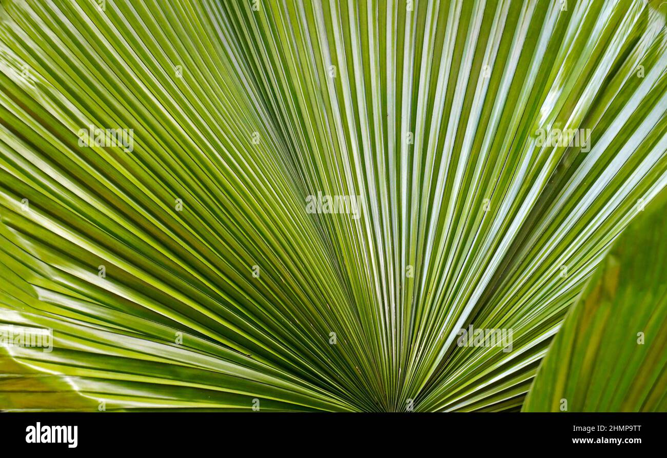 Palm tree leaf background Stock Photo - Alamy