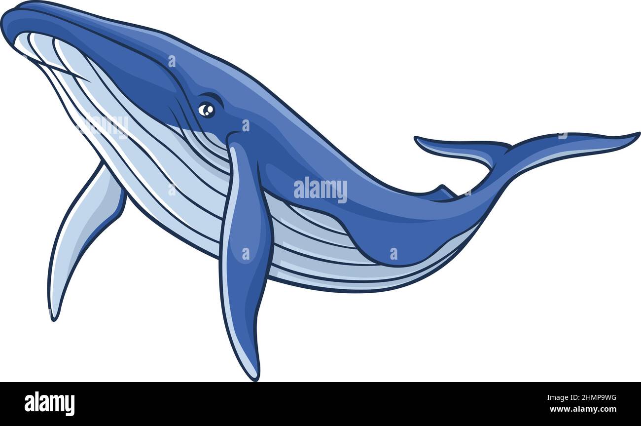 Beautiful Humpback Whale Character Design Stock Vector Image & Art - Alamy