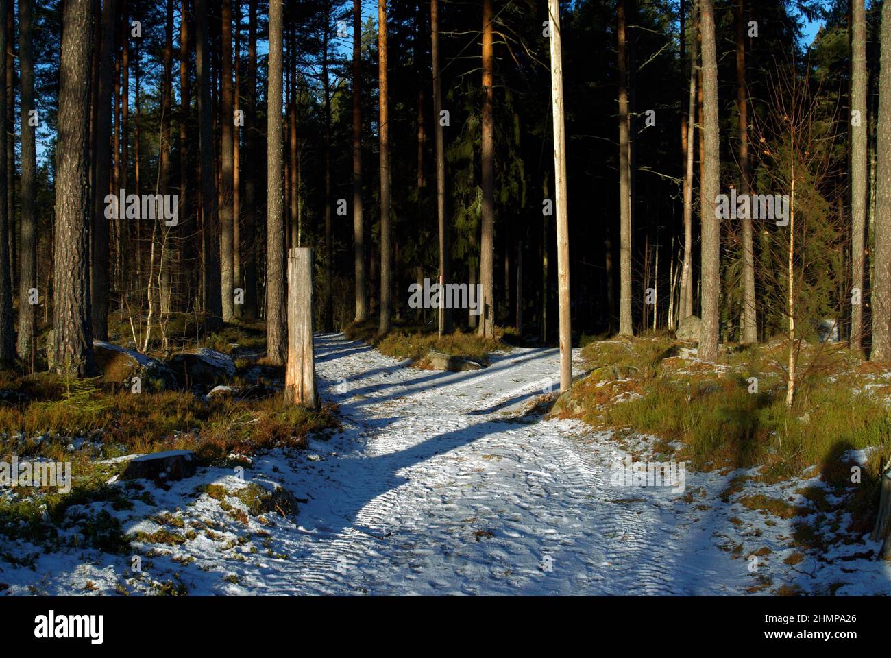 Choose your path wisely Stock Photo - Alamy