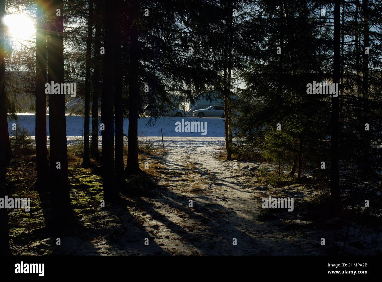 Forest pathway with two cars passing Stock Photo - Alamy