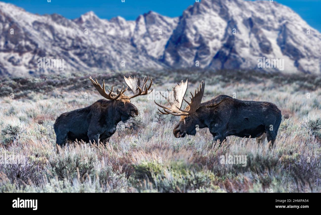 Wildlife Animals in Grand Teton national park, YellowStone national ...
