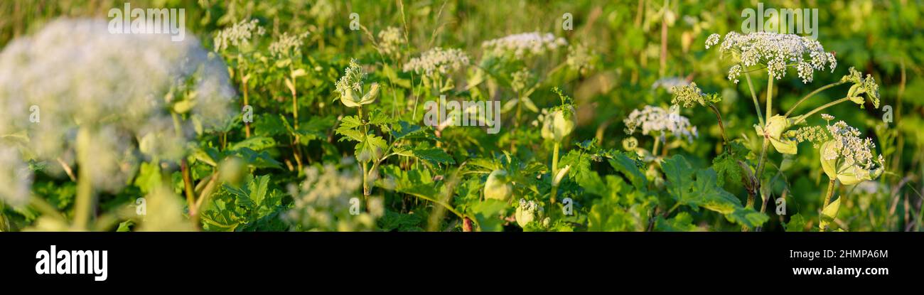 Many poisonous plants Giant Hogweed in the field. Known as Heracleum or ...