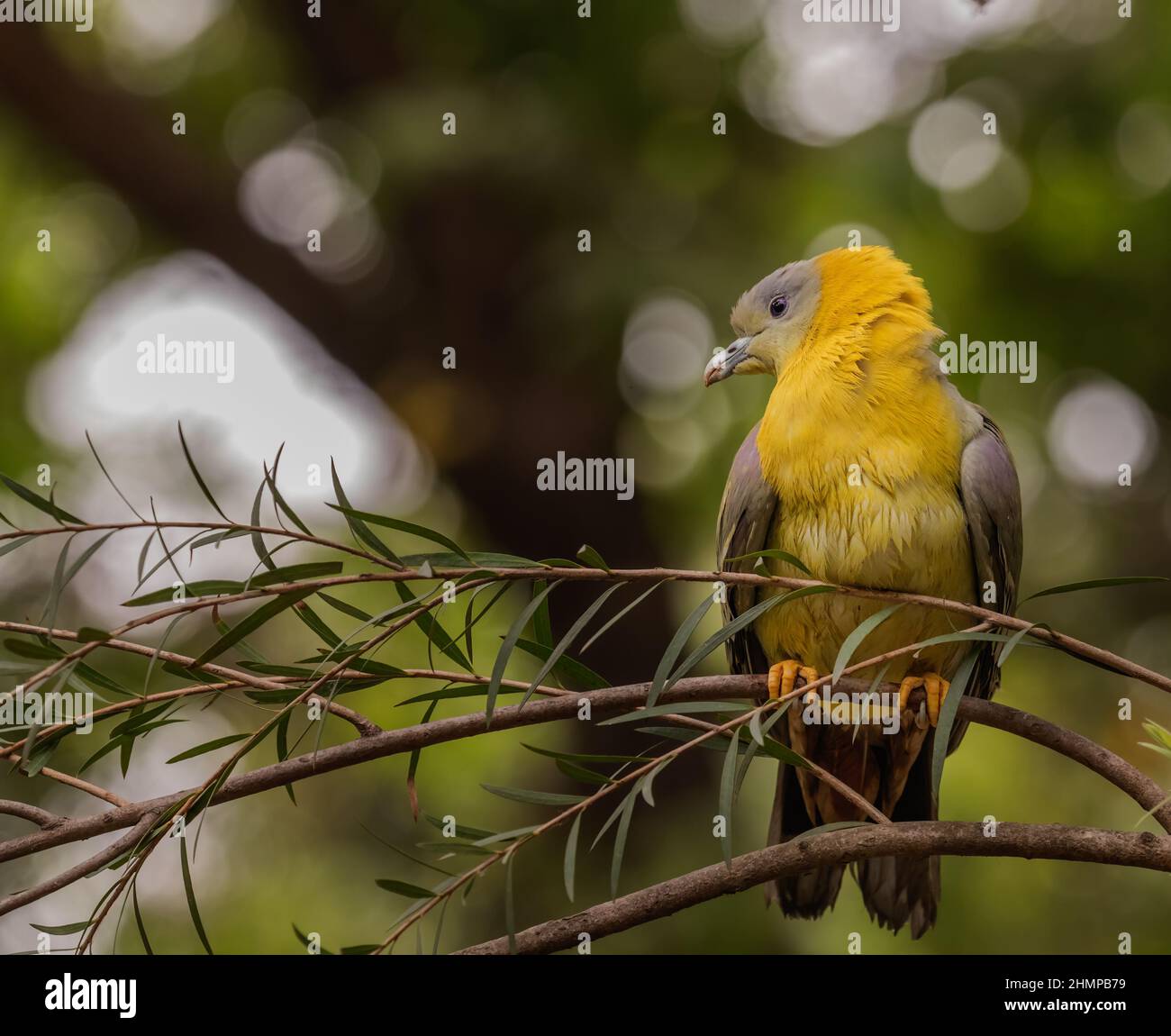 Yellow footed green pigeon resting on a tree in garden Stock Photo - Alamy