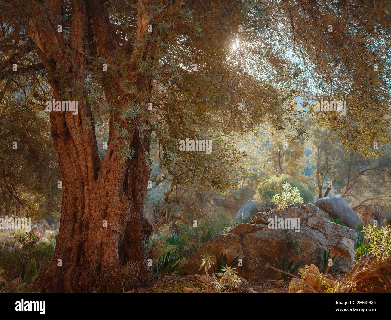 walk in olive grove, Harvest ready to produce extra virgin olive oil ...