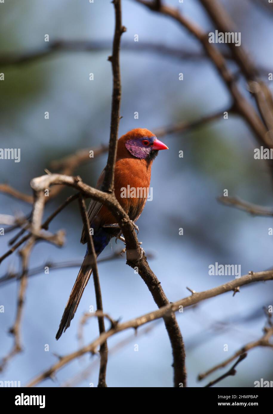 Male violet eared waxbill hi-res stock photography and images - Alamy