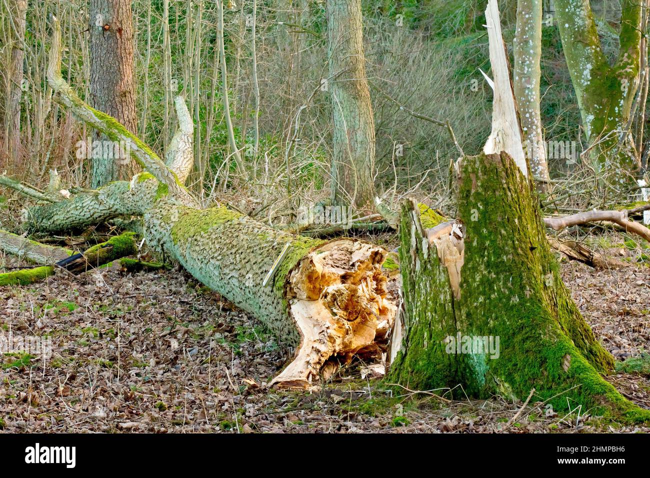 A fallen Ash tree (fraxinus excelsior), another casualty of Storm Arwen ...