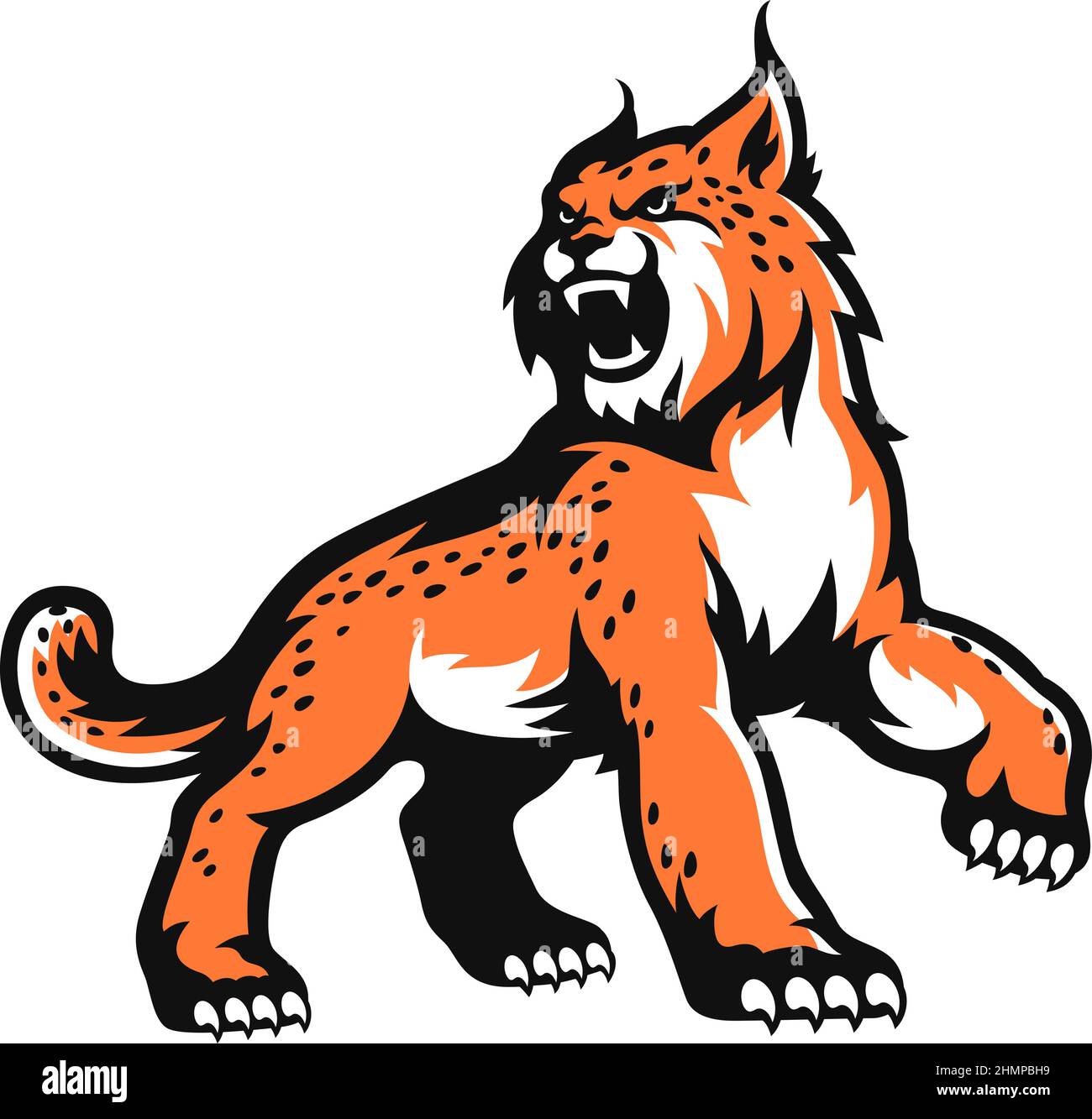 A Lynx Standing Looking Back Roaring Stock Vector Image & Art - Alamy