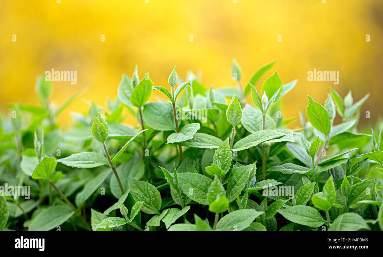 sprouts of fresh new greenery on a golden background with copy space ...