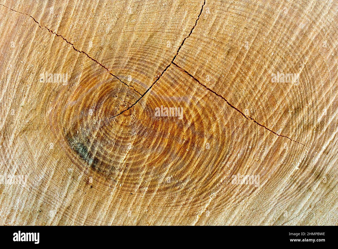 Close up of the ring pattern within a freshly sawn log Stock Photo - Alamy