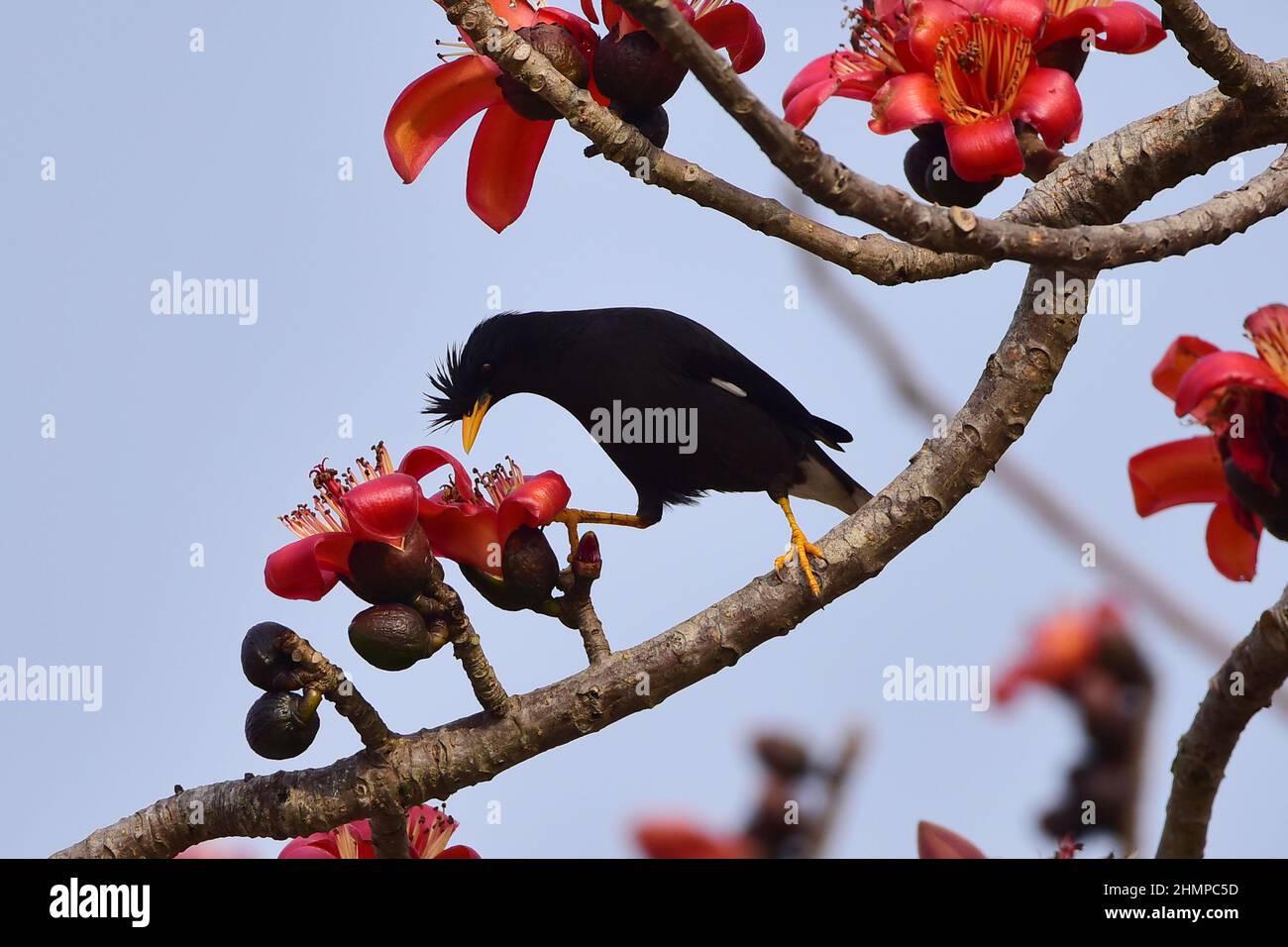 State bird of assam hi-res stock photography and images - Alamy