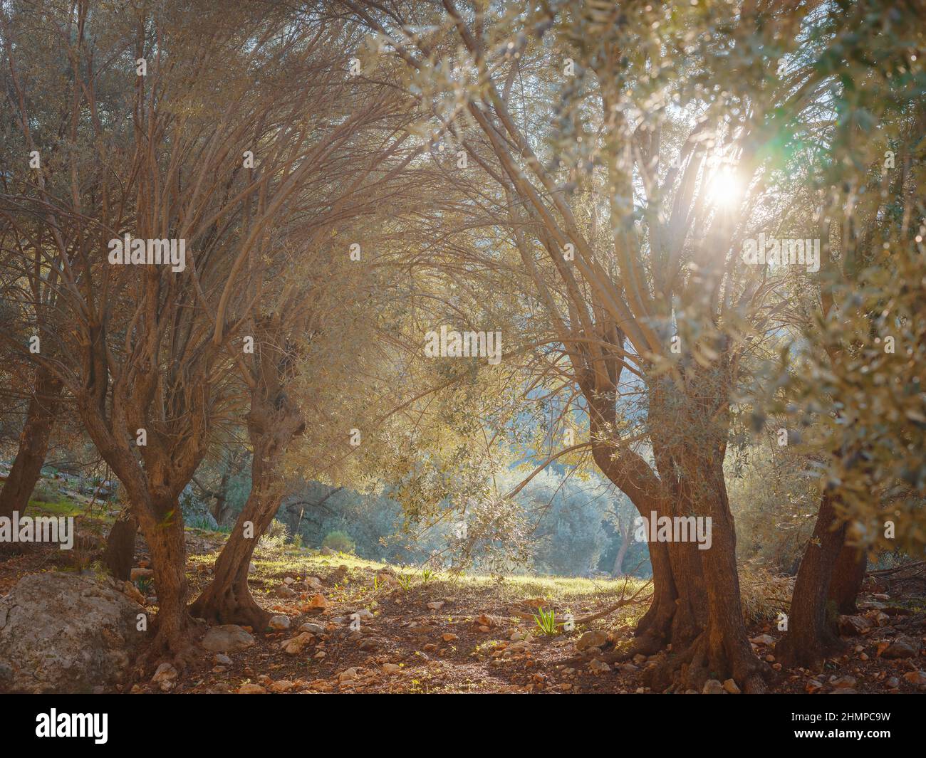 walk in olive grove, Harvest ready to produce extra virgin olive oil ...