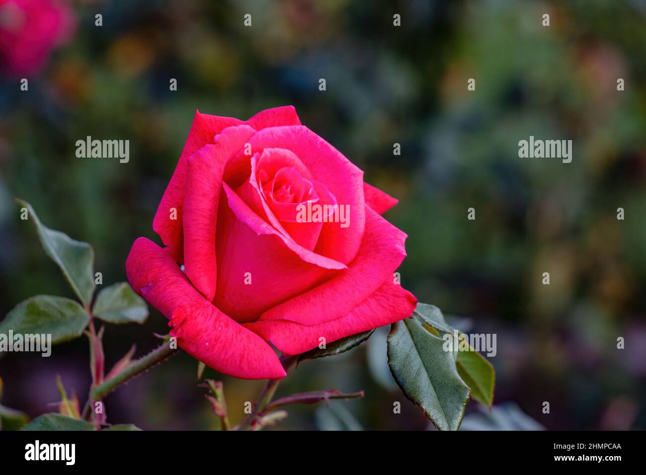 Rose Garden- Variety of roses in the rose garden Stock Photo - Alamy