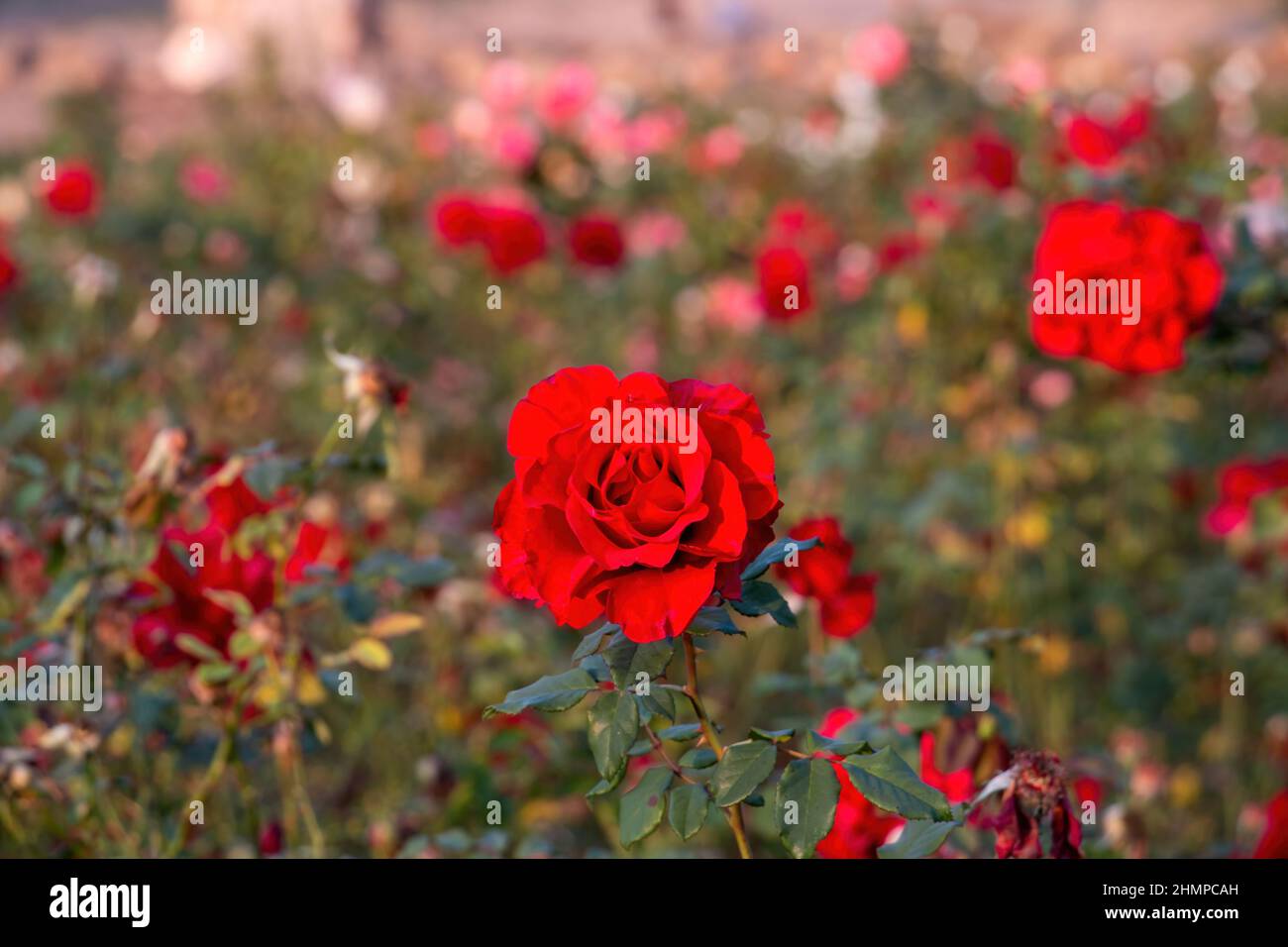 Rose Garden- Variety of roses in the rose garden Stock Photo - Alamy