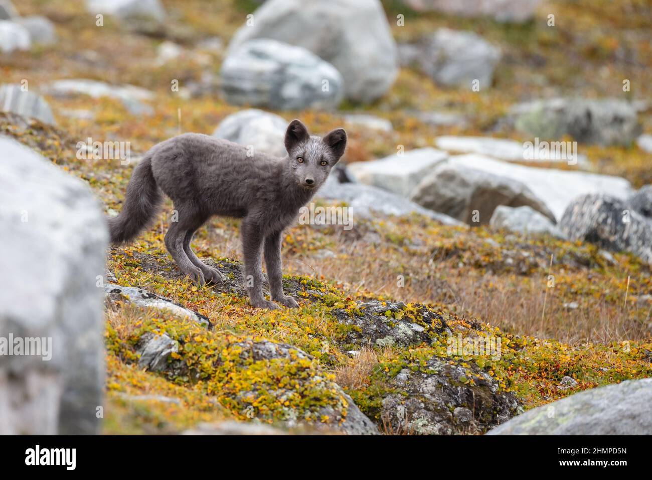 Arctic fox in nature Stock Photo - Alamy
